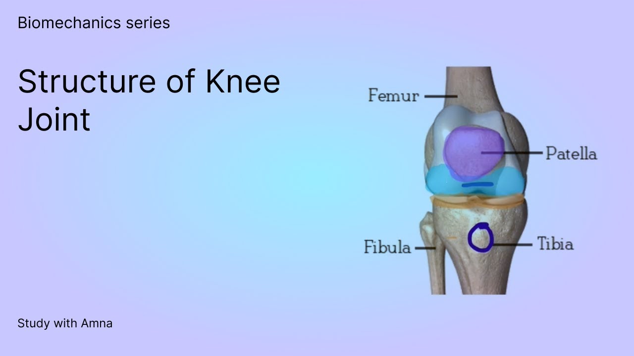 Knee Joint Structure Explained | Biomechanics Part 1 - YouTube