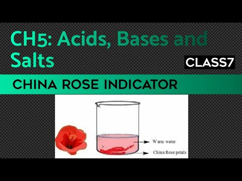China Rose Indicators | Acids,Bases and Salts | Seema Renjith | Class 7 ...