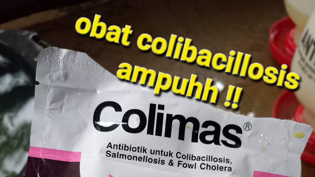 Obat Ampuh untuk Mengobati Penyakit Coli/Colibacillosis pada Ayam - YouTube