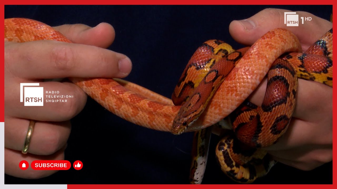 Gjarpër në shtëpi, veterineri tregon kërkesat e njerëzve për këtë ...