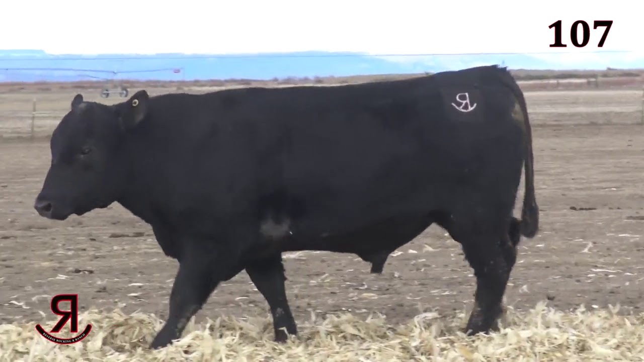 Reverse Rocking R Ranch Lot 107 - YouTube