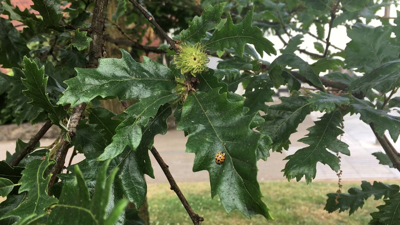 Turkey Oak (Quercus cerris) - leaves & young acorn - June 2018 - YouTube