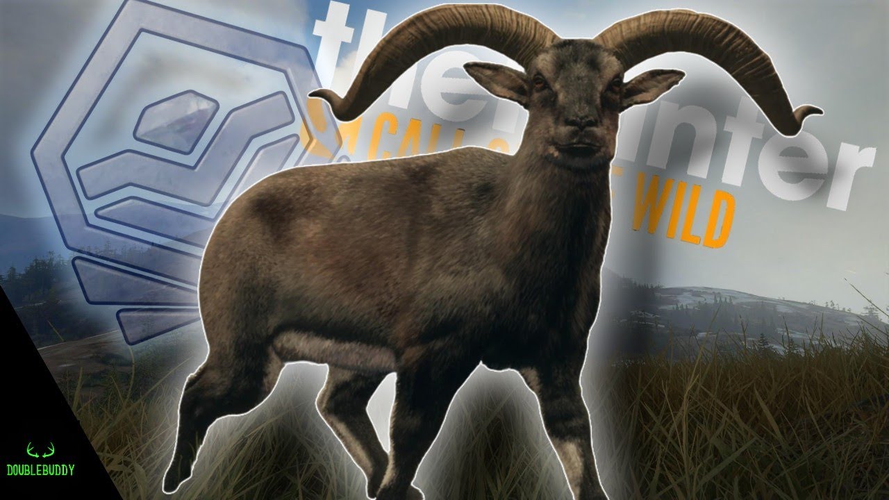 Hunting the mountains of Sundarpatan leads to a diamond Blue Sheep ...