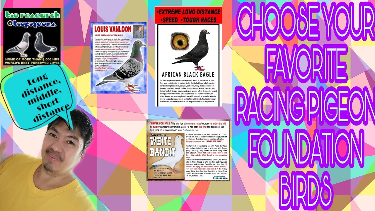 ANO ANONG RACING PIGEONS ANG MAKIKITA SA BIO RESEARCH?/PANG AYUDA ...