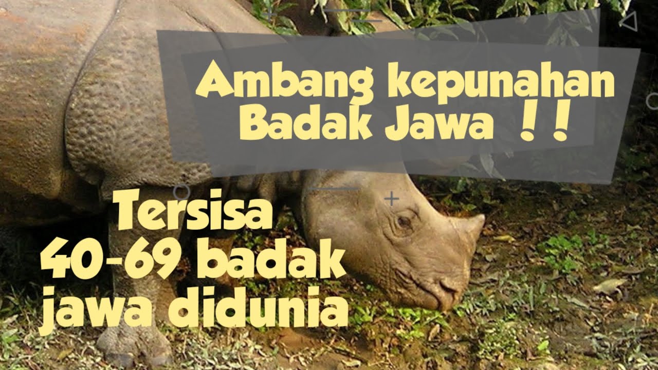 Badak jawa / Badak bercula satu diambang kepunahan ! - YouTube