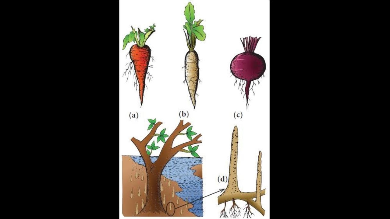 MORPHOLOGY OF ANGIOSPERMS CLASS 11TH (LECTURE 2) - YouTube