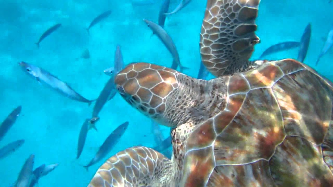 Barbados Turtles - YouTube