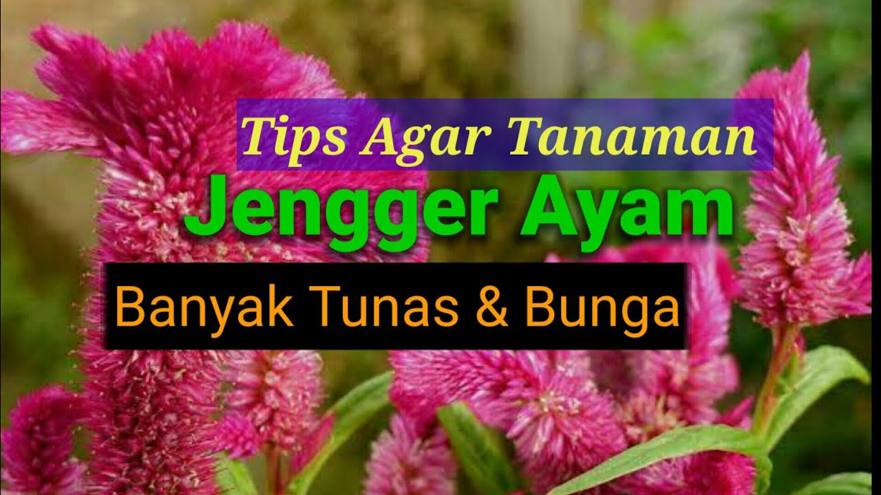 TIPS AGAR TANAMAN JENGGER AYAM BERBUNGA BUNGA - YouTube