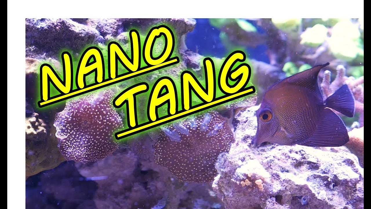 Can You Keep A Tang in a Nano Tank? - YouTube