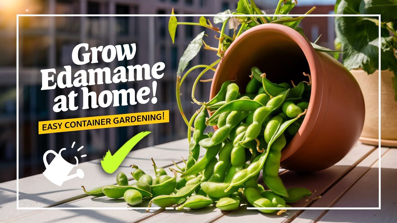 How to Grow Edamame in Containers for Small Spaces | Easy Urban ...