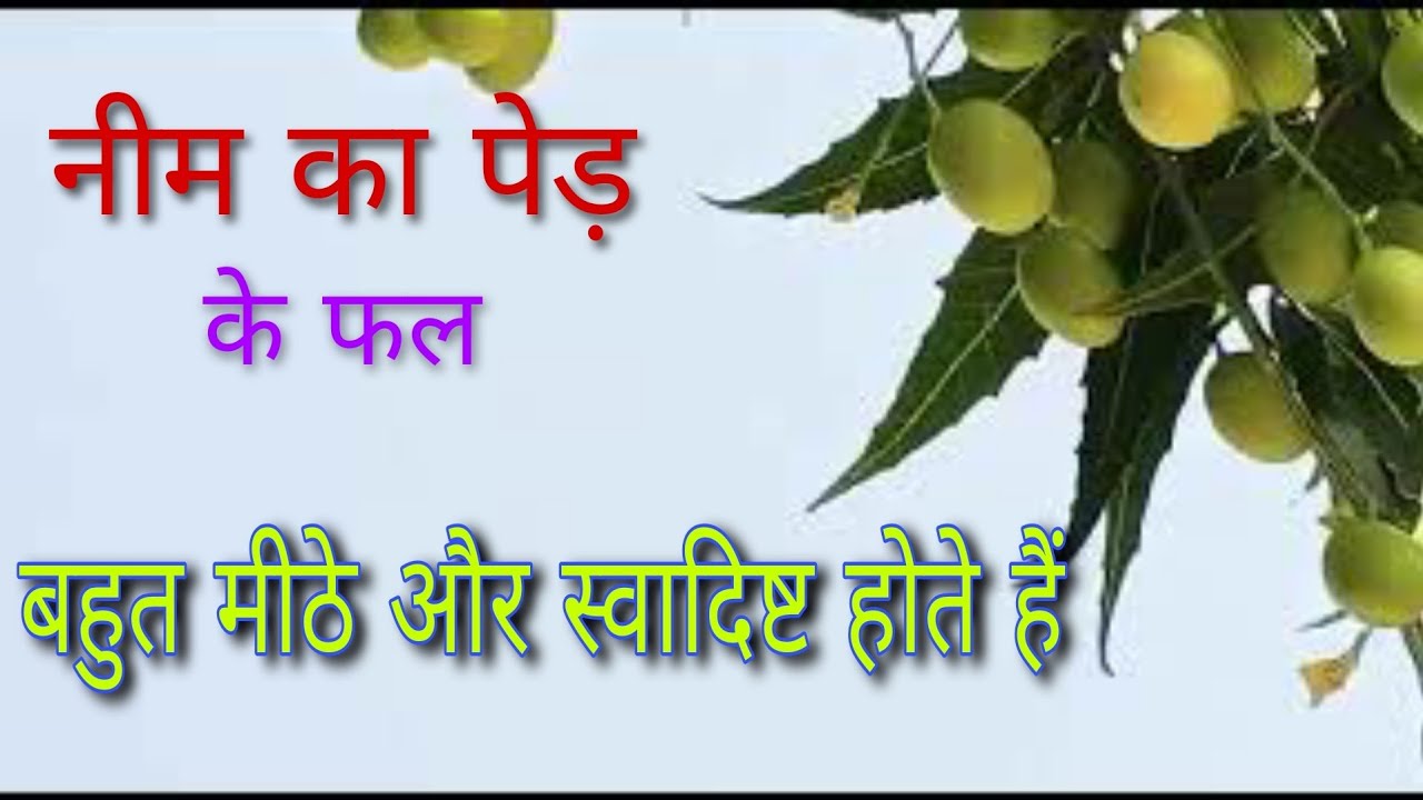 Rajasthan ka Neem Ka fal nimboli - YouTube