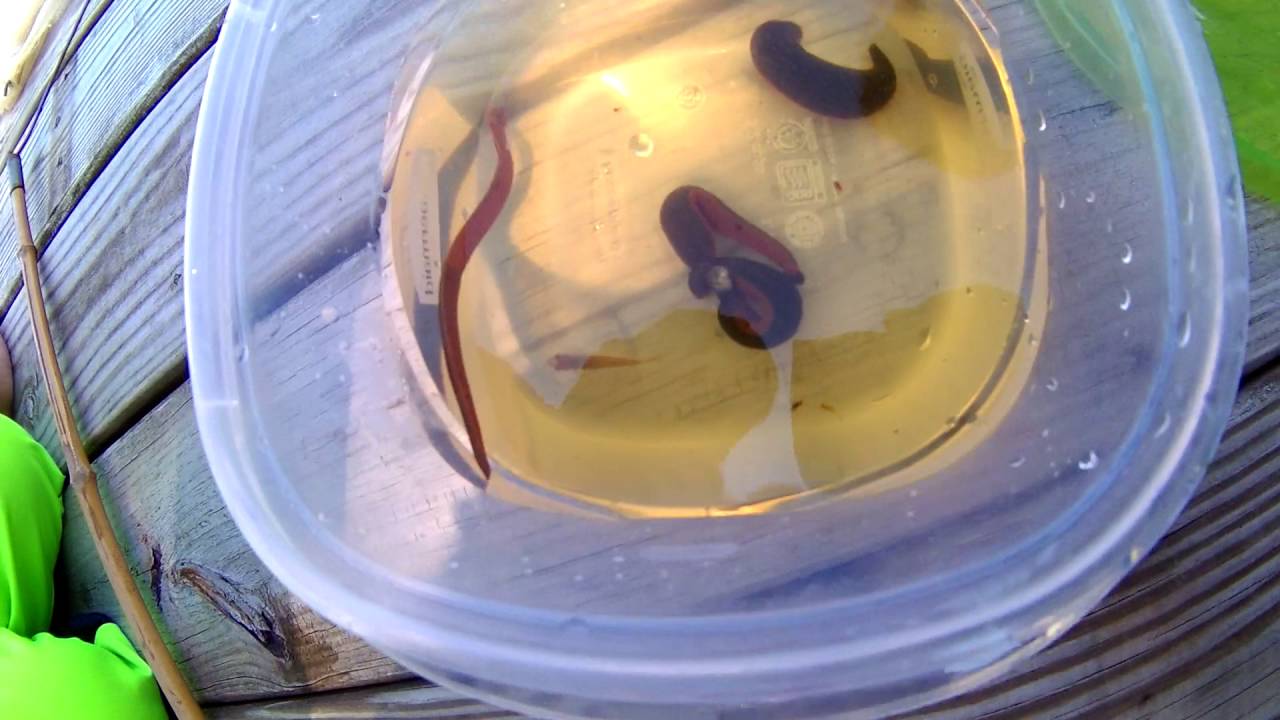 Leech Feeding On Mosquitofish - YouTube