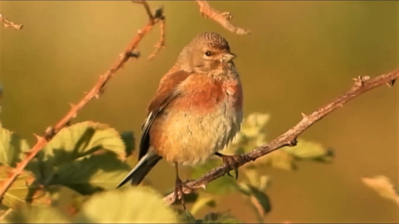 Common LINNETS Singing & Calling Sounds ♪♫ Beautiful Birdsong ♫♪ - YouTube
