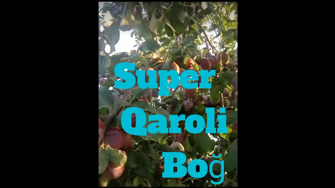 Super qaroli boğ - YouTube