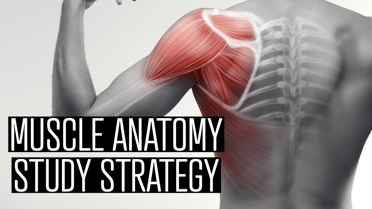 Muscle Anatomy Study Strategy 2.0 - YouTube
