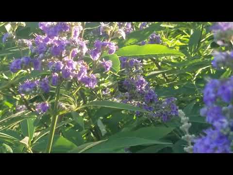 What Bees Are Attracted To Vitex