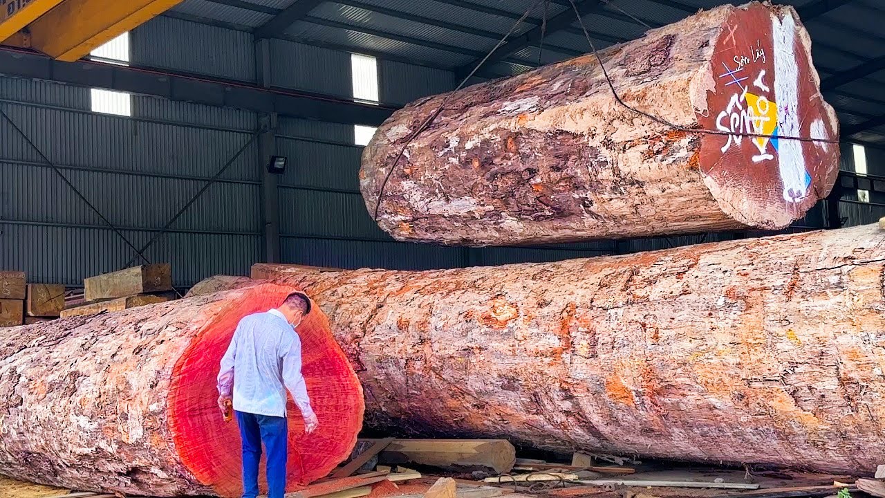 Amazing Factory Wood Sawmill - Exploring Hot Day At The Giant Lumber ...