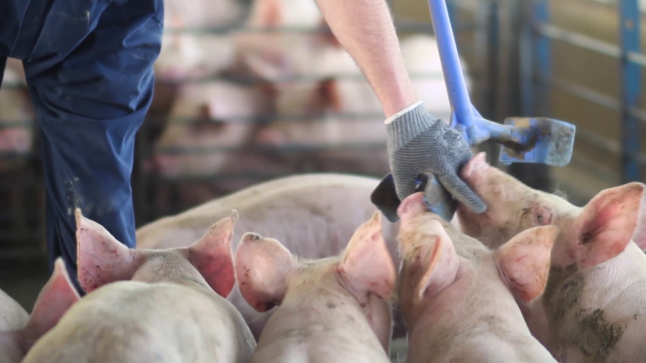 CF Contract Grower highlight - Brent - YouTube