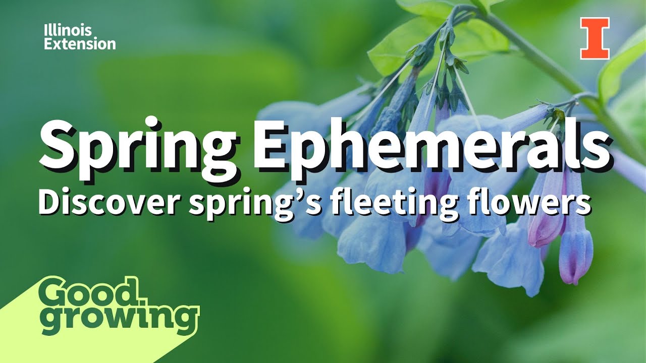 Spring Ephemerals: Discovering Hidden Woodland Treasures | #GoodGrowing ...
