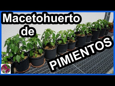COMO CULTIVAR PIMIENTOS EN MACETAS 🌶🌶 FÁCIL