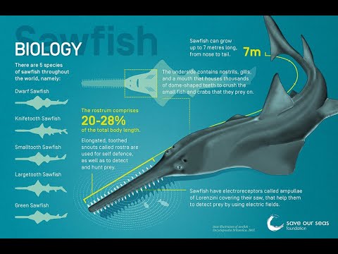 Casting Reel Catch Sawfish {@SAW SHARK WEAPON, Sawfish, also known as ...
