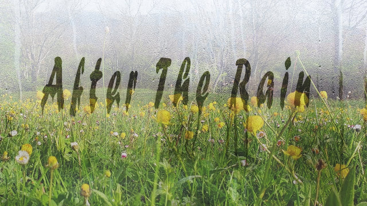 Relaxing Nature Ambience Meditation 🌼🌧🌼 Healing SPRING MORNING Sounds ...