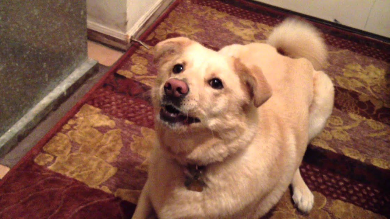 Talking Dog "Goldie Hound" says "Hello!" - YouTube