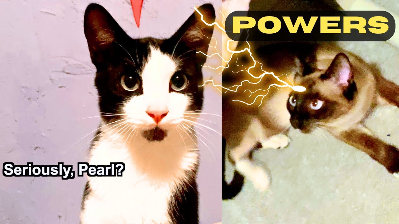 CAT MEME: Pearl has Superpowers | FUNNY | with voiceover #catmemes ...