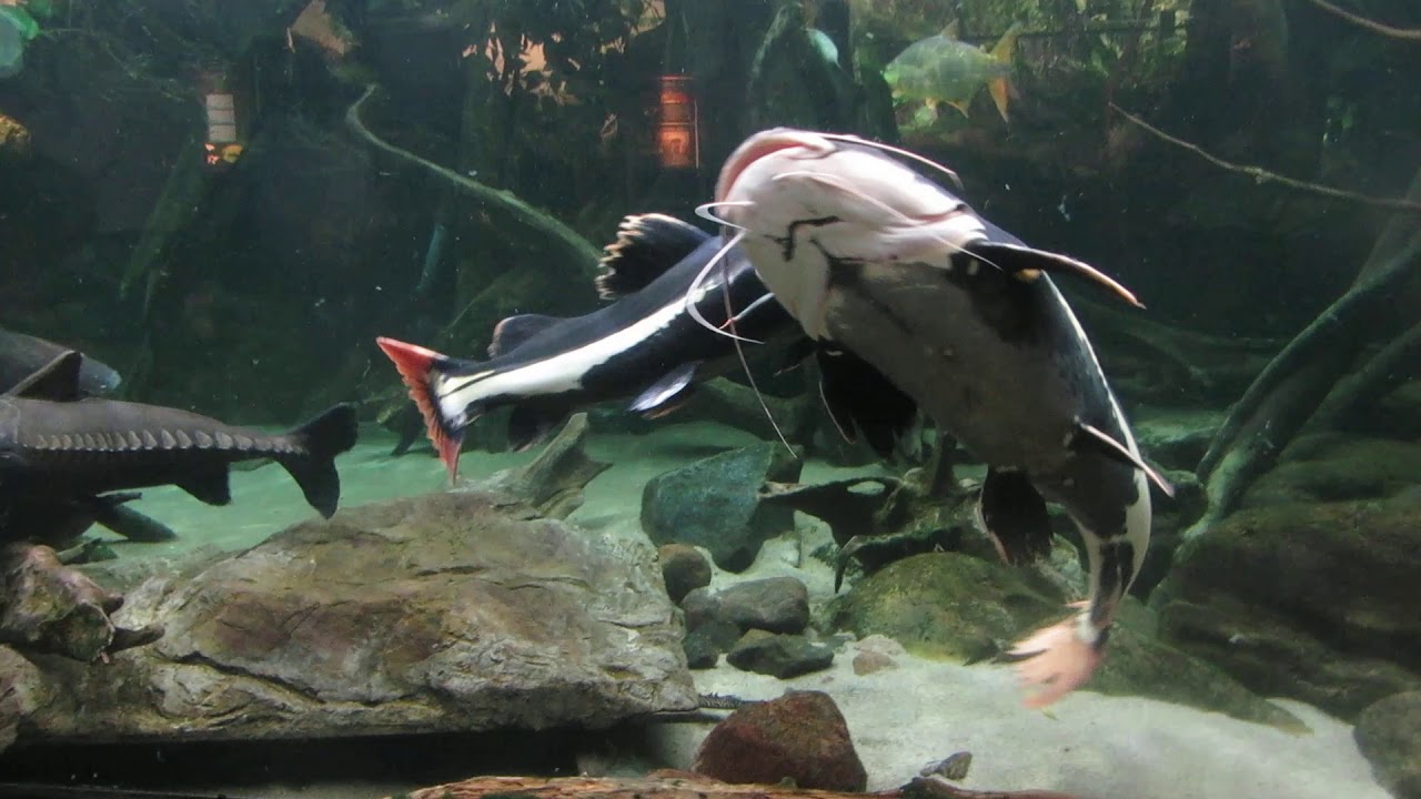 Amazonas floden i Tropicariumet - YouTube