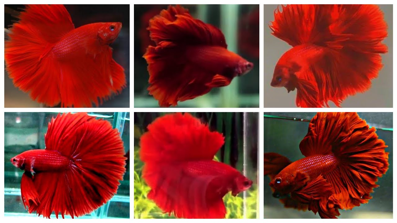 🧨 SUPER RED OHM BETTA 🧨 - YouTube