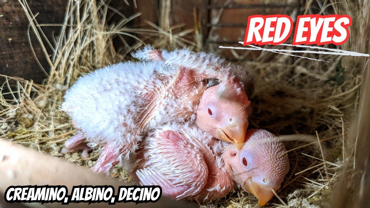 visit Love birds breeding setup||Love birds breeding tips||Love birds ...