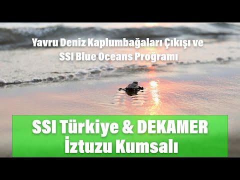 SSI Türkiye - DEKAMER İztuzu Kumsalı - Yavru Deniz Kaplumbağaları Çıkışı ve SSI Blue Oceans Proğramı