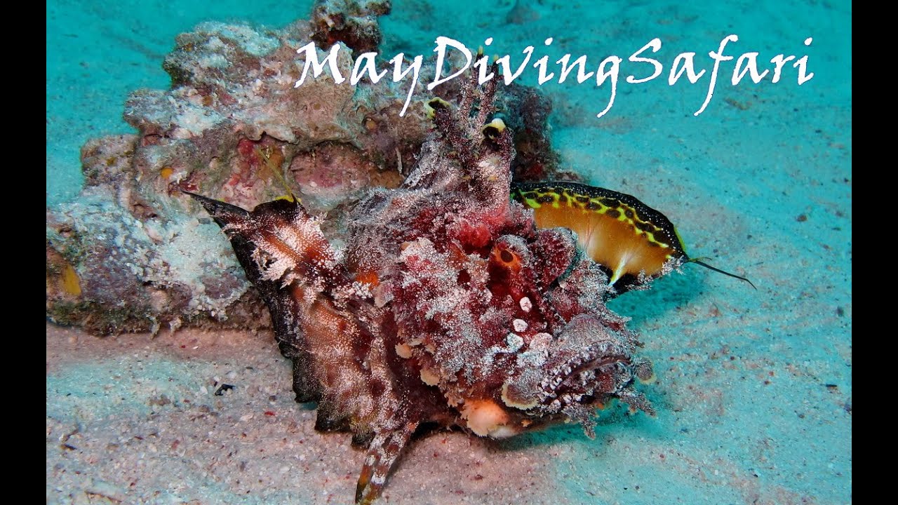 Beautiful and dangerous. Poisonous fish/Прекрасные и опасные. - YouTube