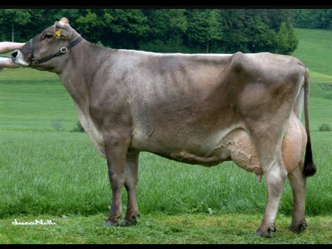 Brown Swiss Dairy Cows