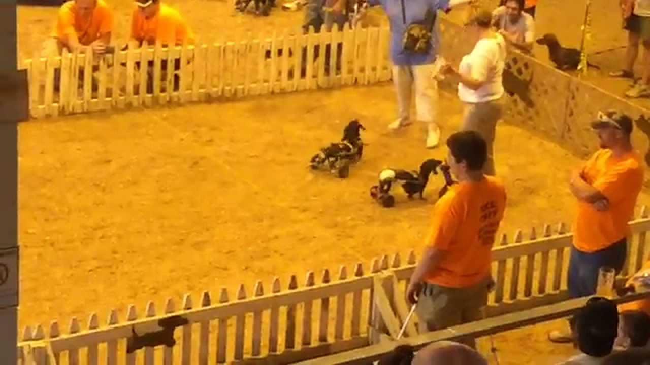 Handicapped Dachshund Race - Handicapped Dogs in wheelchairs - YouTube