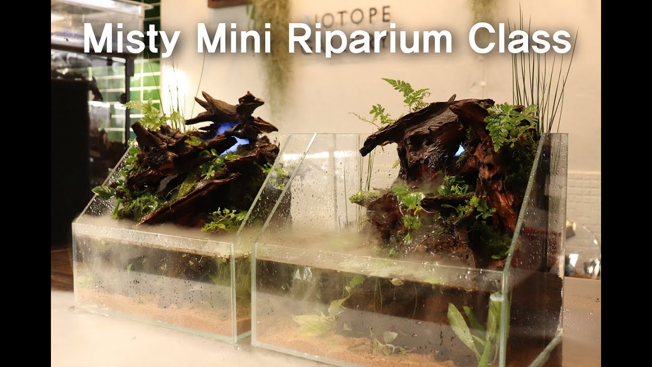 안개 자욱한 미니 리파리움 클래스 | Misty Mini Riparium Class - YouTube