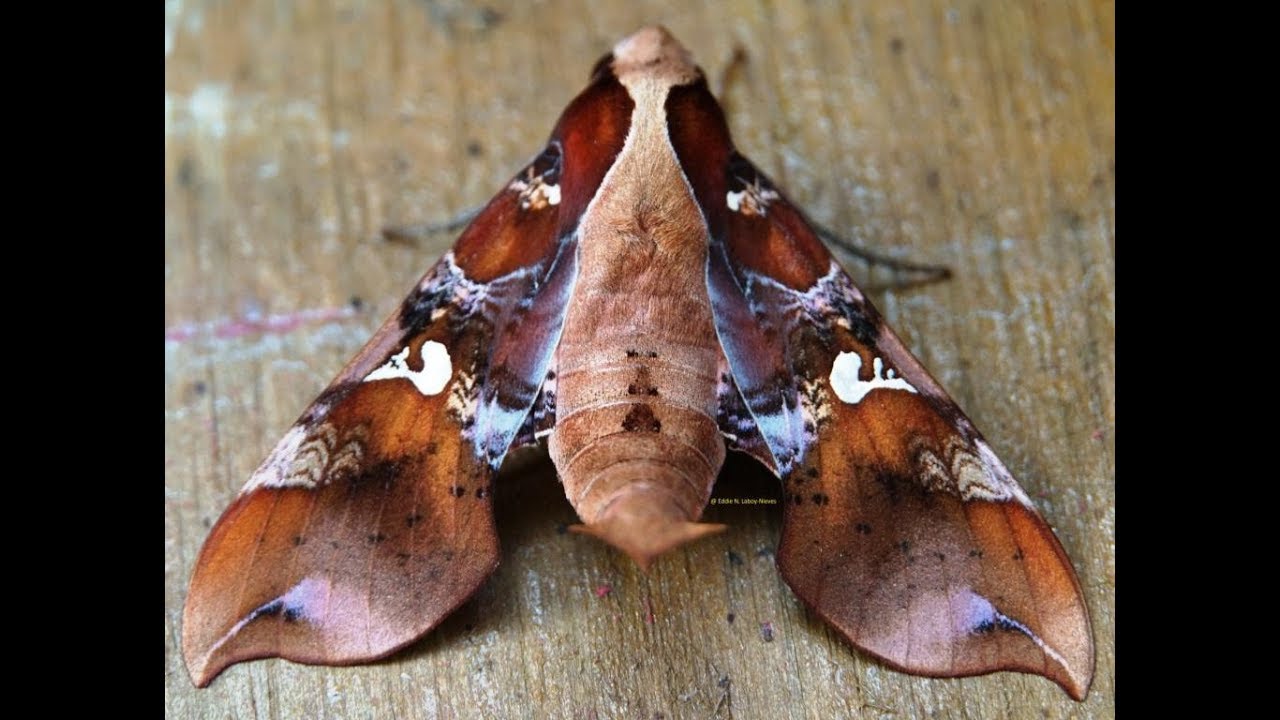 ♂ Alevilla Colita de Dragón (Callionima falcifera) ♂Falcifera Sphinx ...