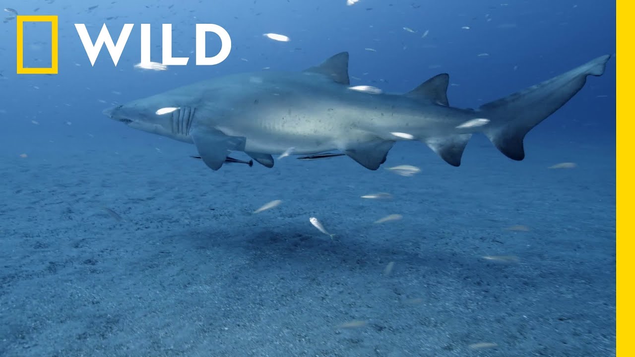 To pierwsze niesprowokowane ataki rekinów od 50 lat! | Atak rekina: pod ...