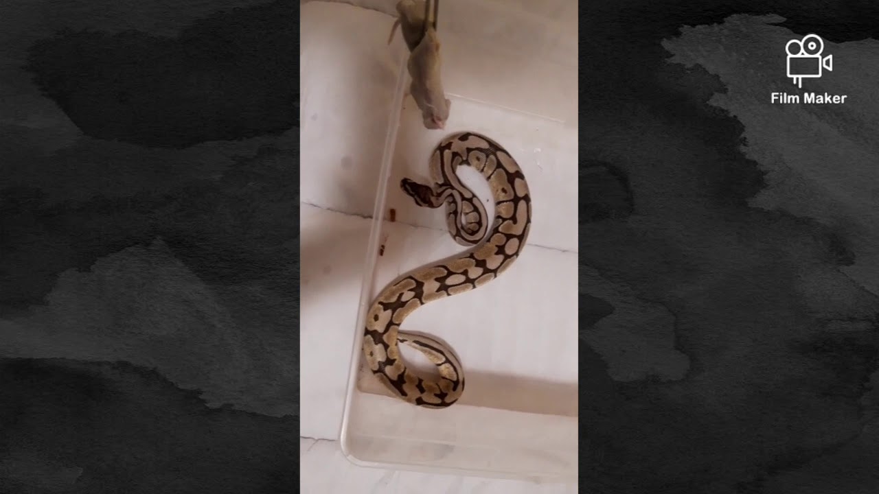 Nourrissage python regius - YouTube