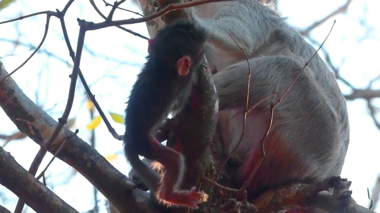My God ! Newborn baby monkey almost falling down from the tree -when ...