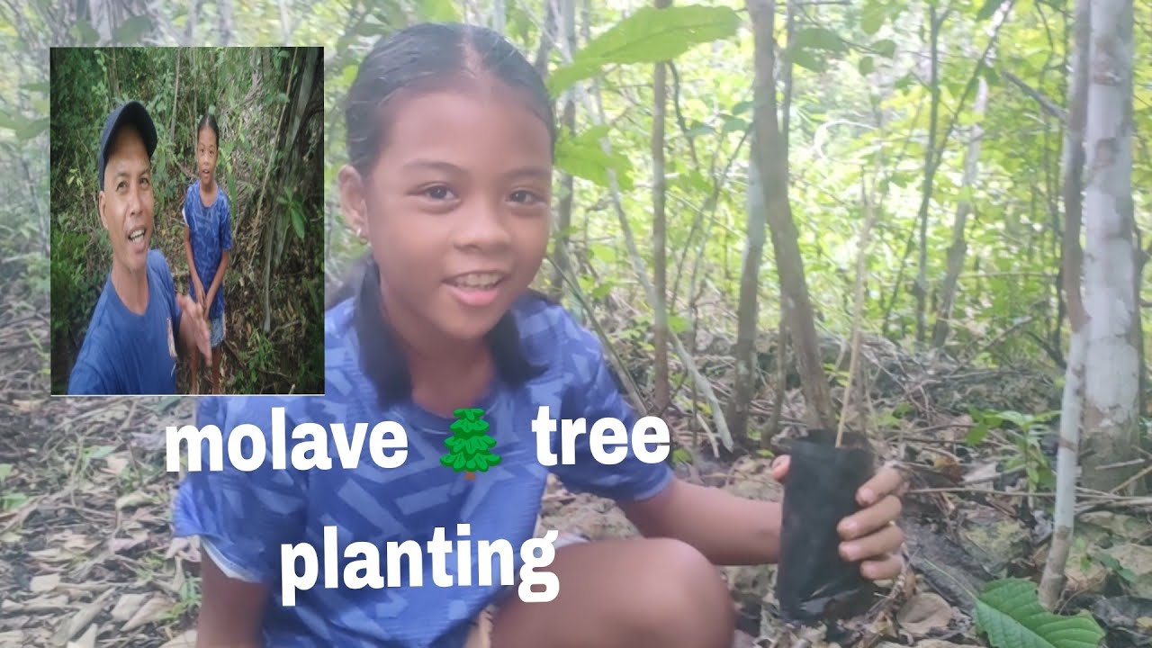 molave 🌲 tree planting 💖 - YouTube