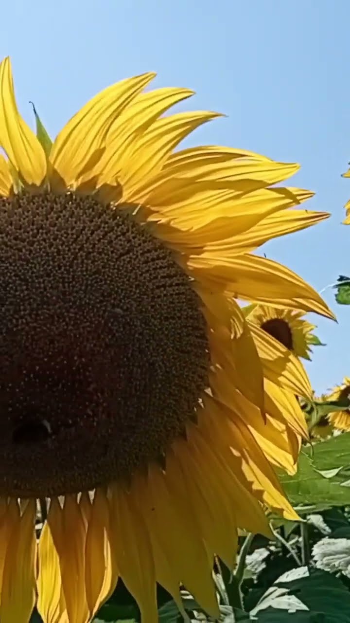 Suncokreti okupani suncem - YouTube