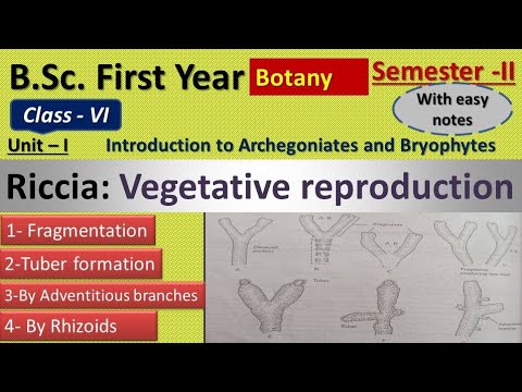 Riccia:Vegetative reproduction - YouTube
