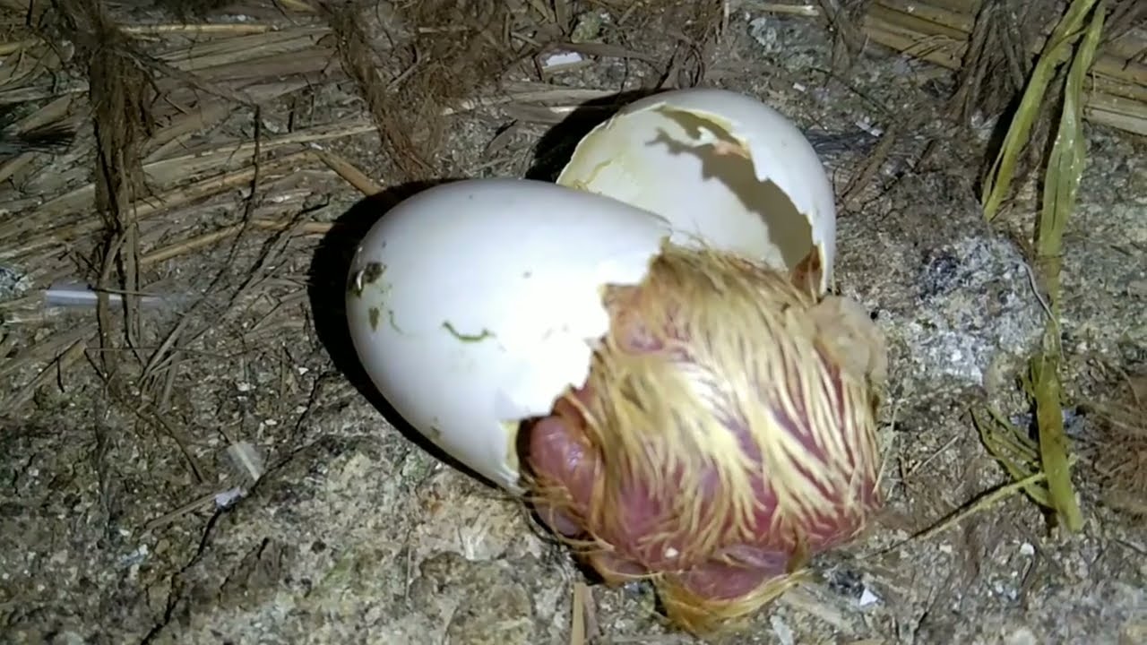 PROSES TELUR MERPATI MENETAS - YouTube