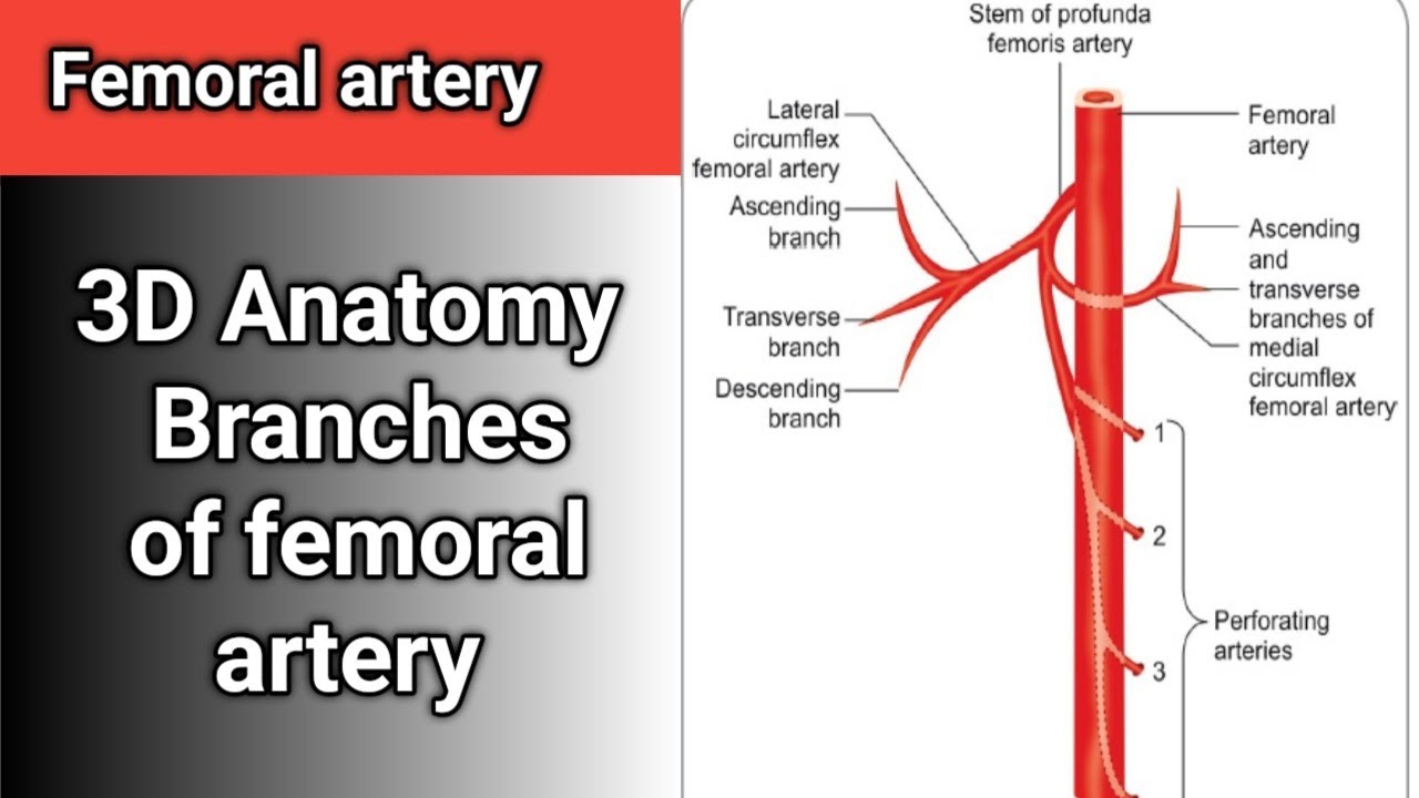 "Branches of Femoral Artery | Anatomy Made Easy" | 3d Anatomy - YouTube