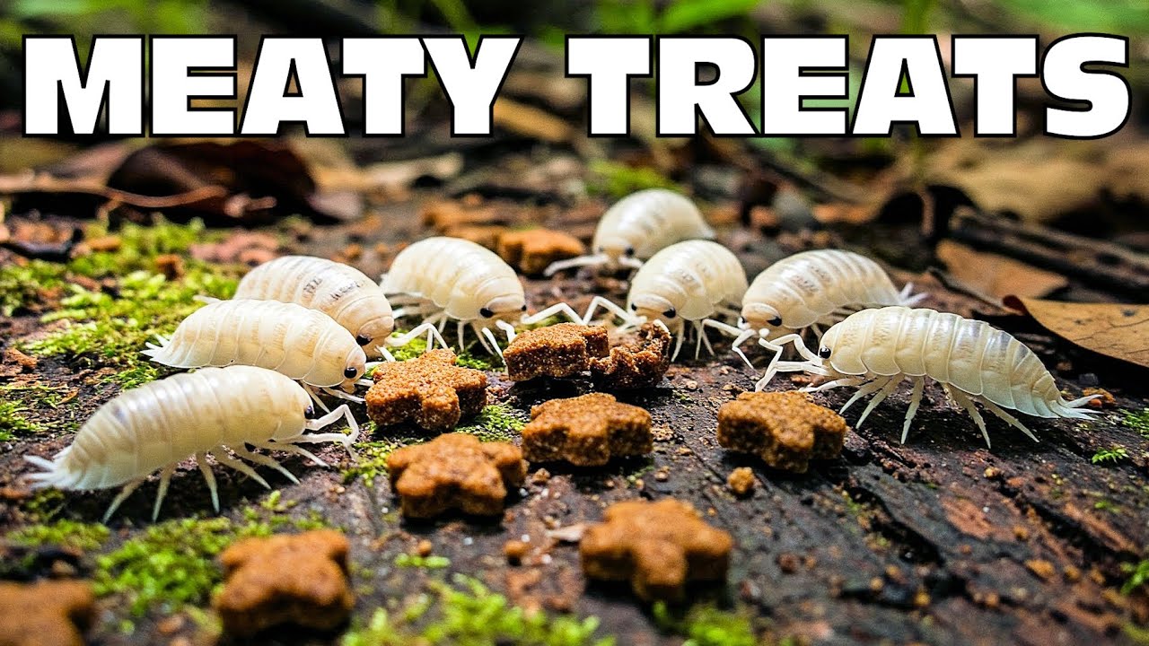 Isopods Eat a Zucchini and Mixed Meat Buffet! Isopod house terrarium ...