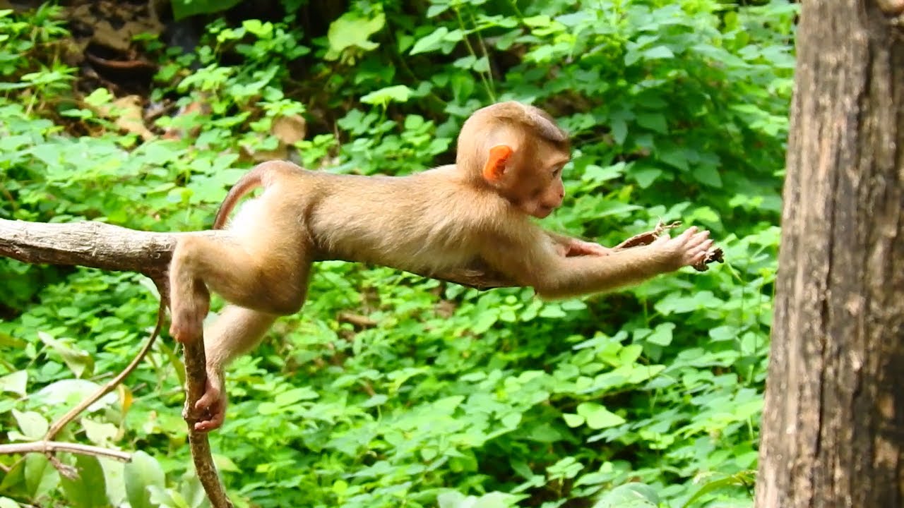 Very Nice Rockstar Monkey Sleep on brench tree look so lovely - YouTube