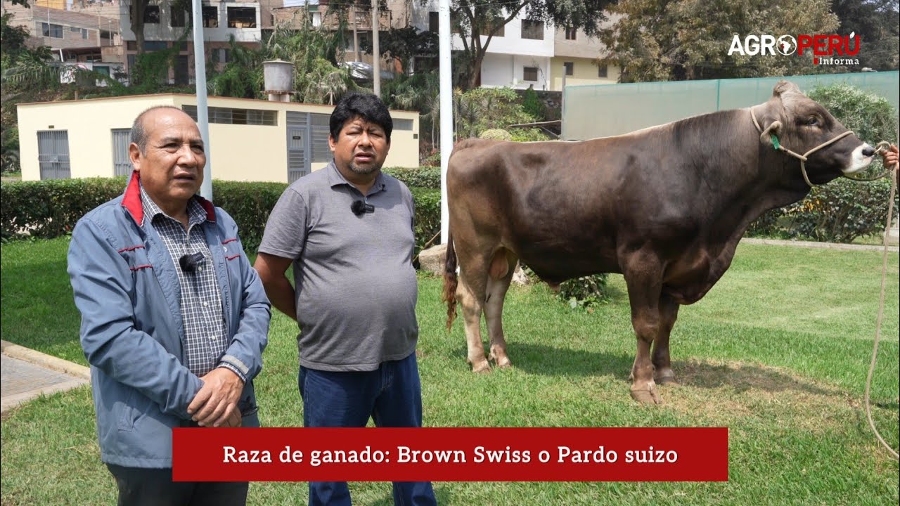 Raza de ganado Brown Swiss Pardo suizo Banco Nacional de Semen Programa ...