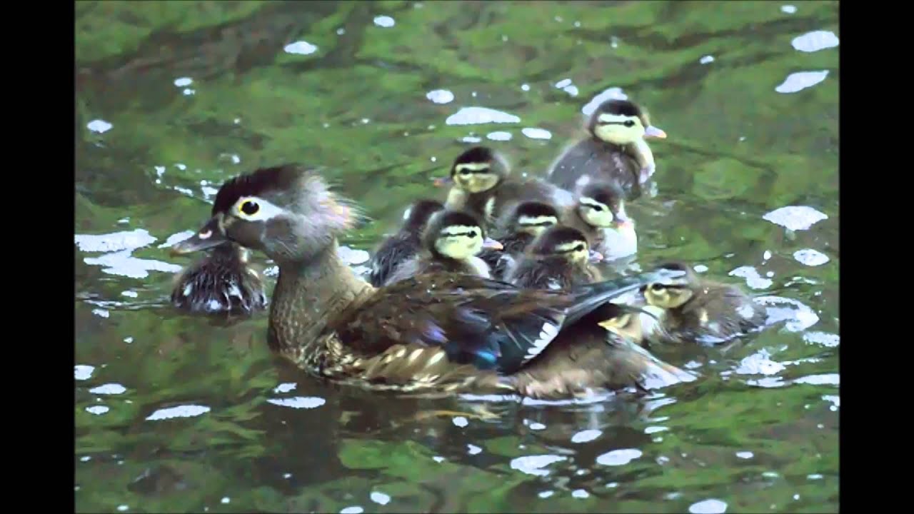 Poopy Duck Farts - YouTube