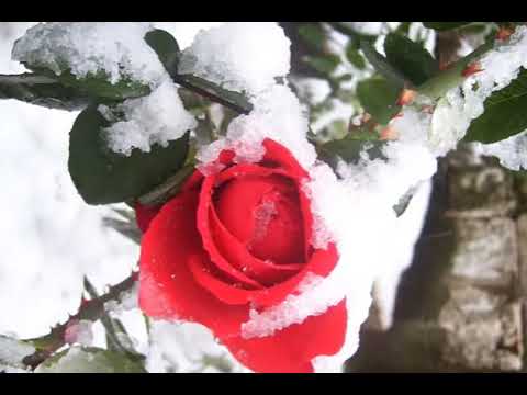 წითელი ვარდები თოვლზე----ლევან კაშმაძე,,, 2017,..